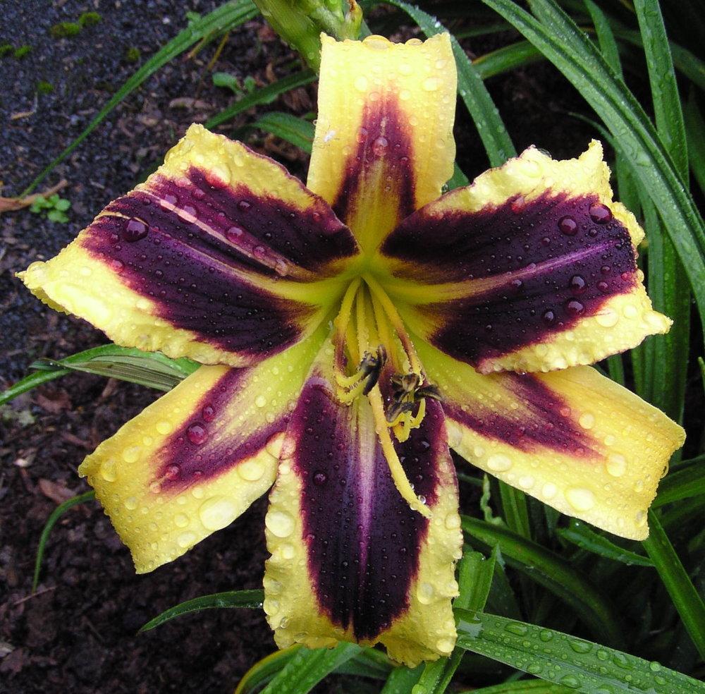 Photo of the bloom of Daylily (Hemerocallis 'Zigane') posted by ...