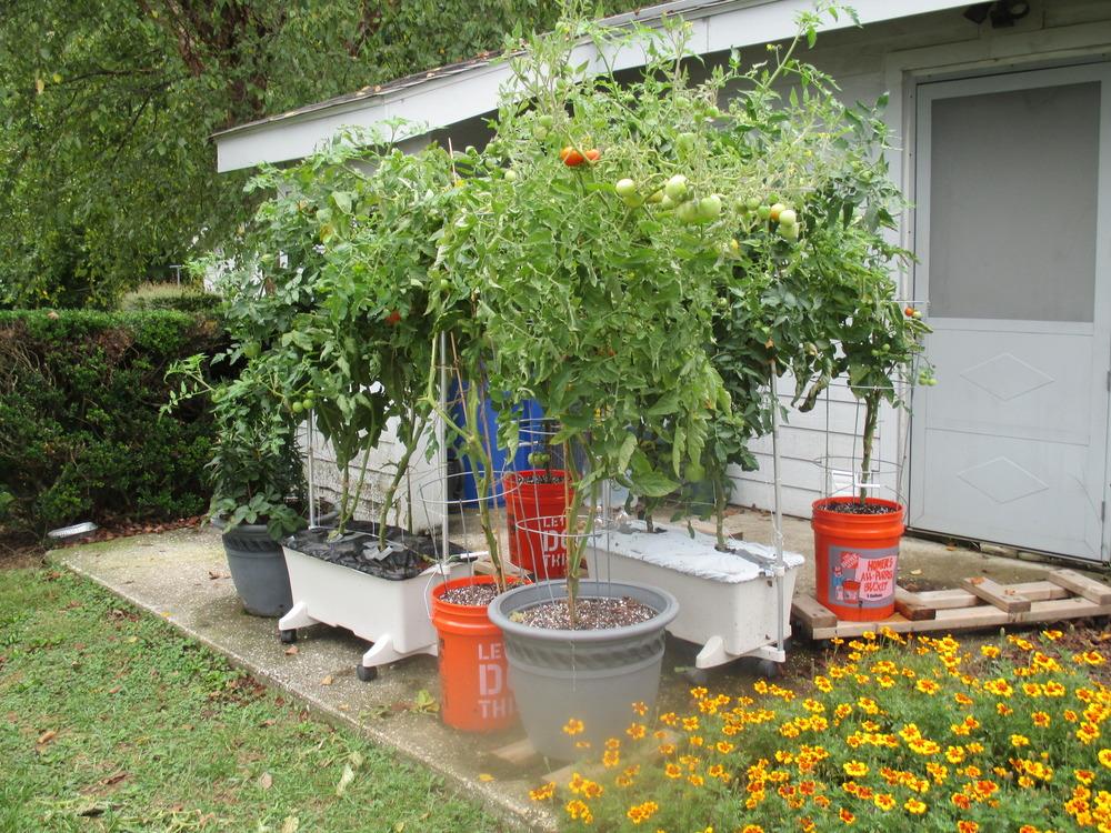 Dwarf Tomato Project - who grows them? in the Vegetables and Fruit ...