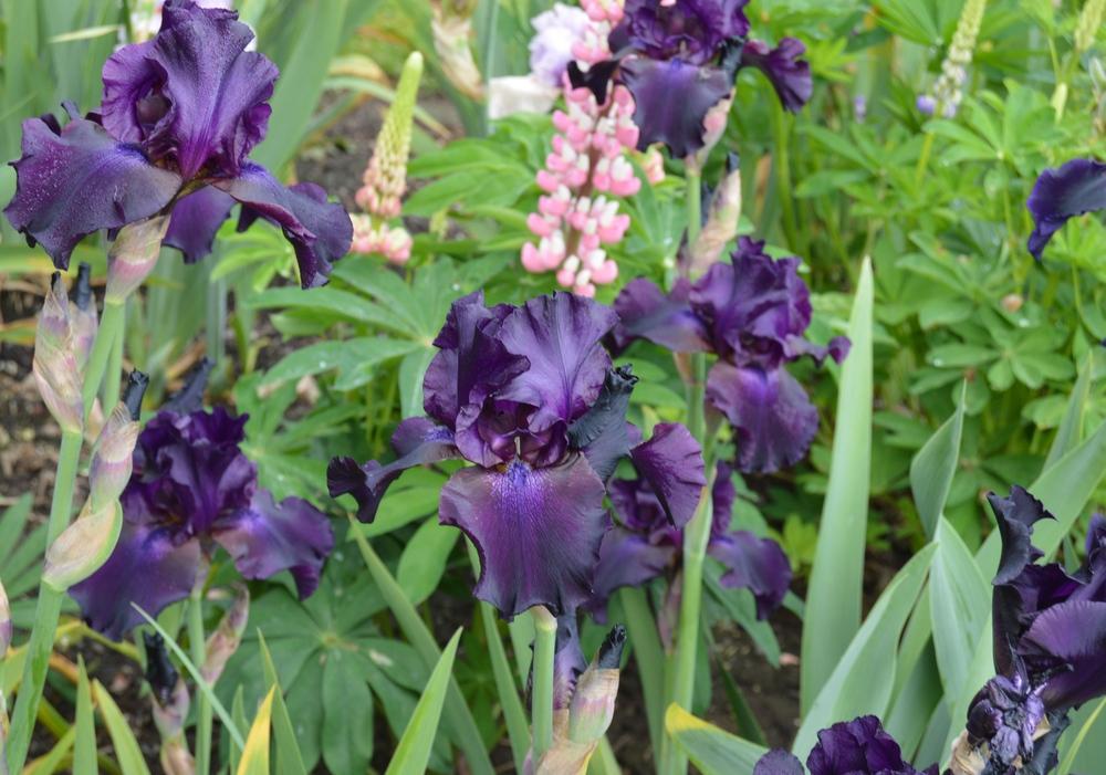 Photo of the bloom of Tall Bearded Iris (Iris 'Superstition') posted by KentPfeiffer - Garden.org
