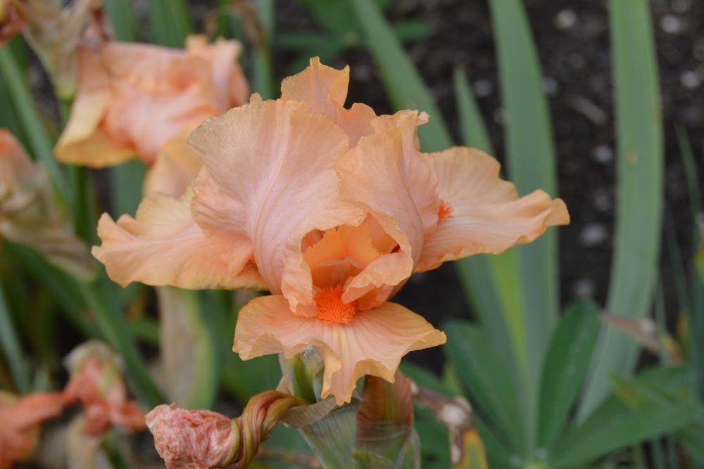 Border Bearded Iris (Iris 'Sunny Glow') in the Irises Database - Garden.org