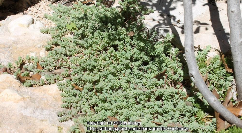 Photo of the entire plant of Sedum (Sedum potosinum 'Dwarf Gray ...
