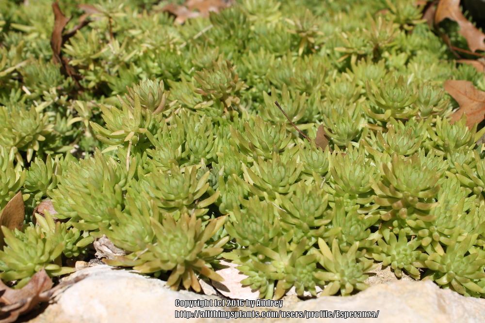 Photo of the leaves of Mexican Stonecrop (Sedum mexicanum) posted by ...