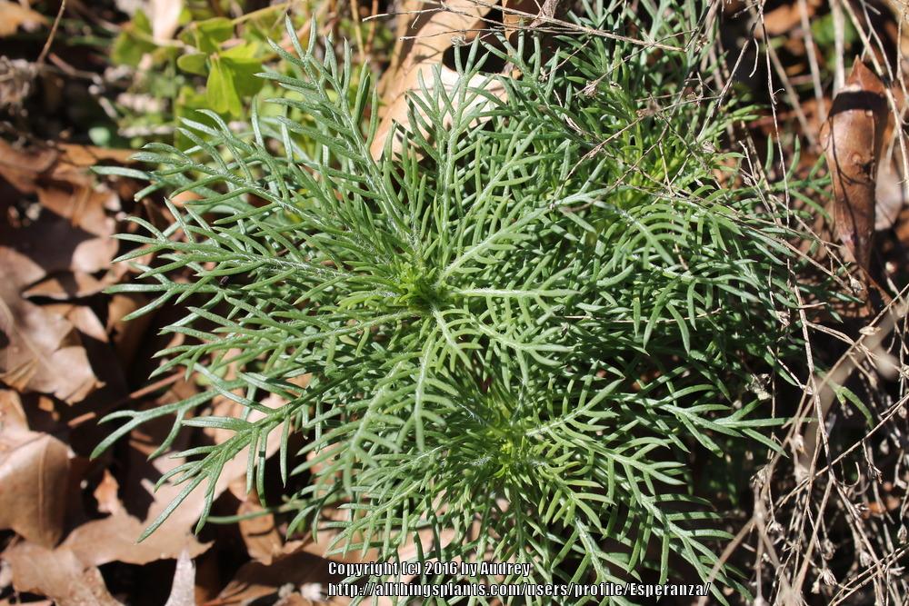 Photo of the seedling or young plant of Standing Cypress (Ipomopsis ...