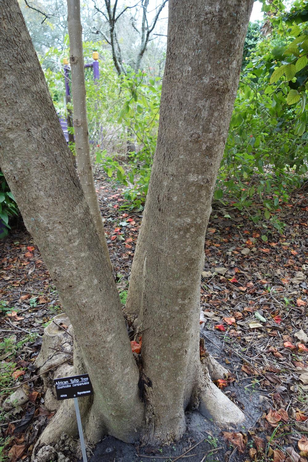 Photo of the stem, scape, stalk or bark of African Tulip Tree ...