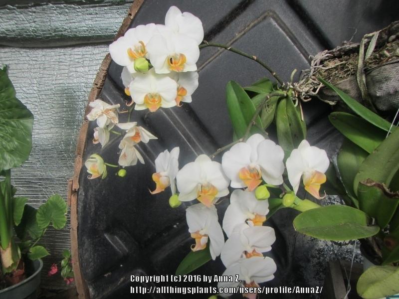 Blooming today in the Orchids forum - Garden.org