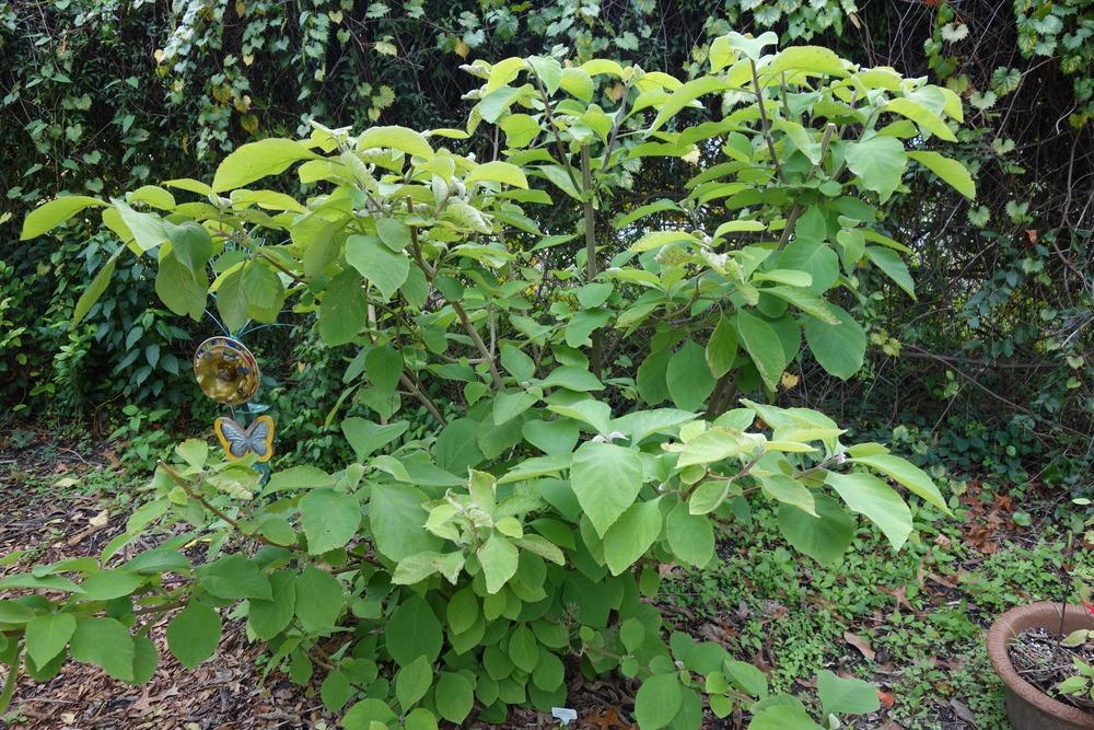 Tropical Lilac (Cornutia grandifolia) - Garden.org