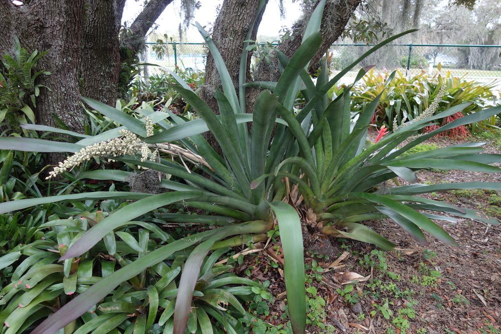 Photo of the entire plant of Bromeliad (Aechmea mexicana) posted by ...