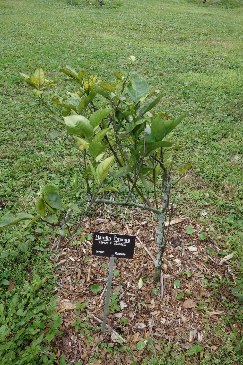 Orange (Citrus x aurantium 'Hamlin') in the Citrus Fruits Database ...