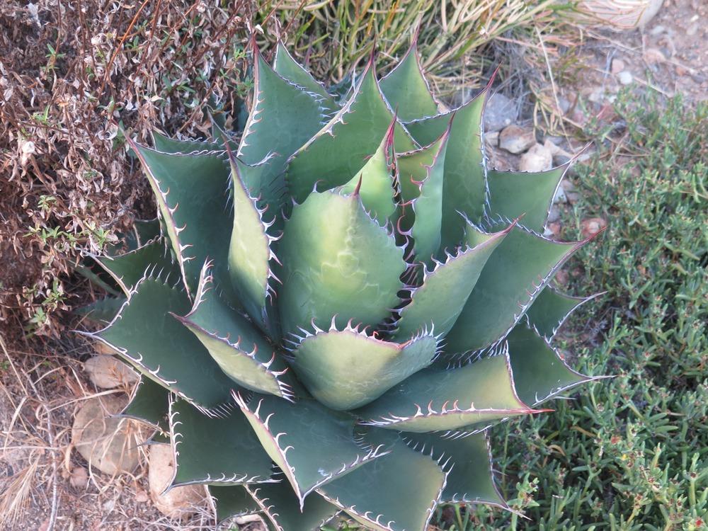 Photo of the entire plant of Shaw's Agave (Agave shawii) posted by Baja ...