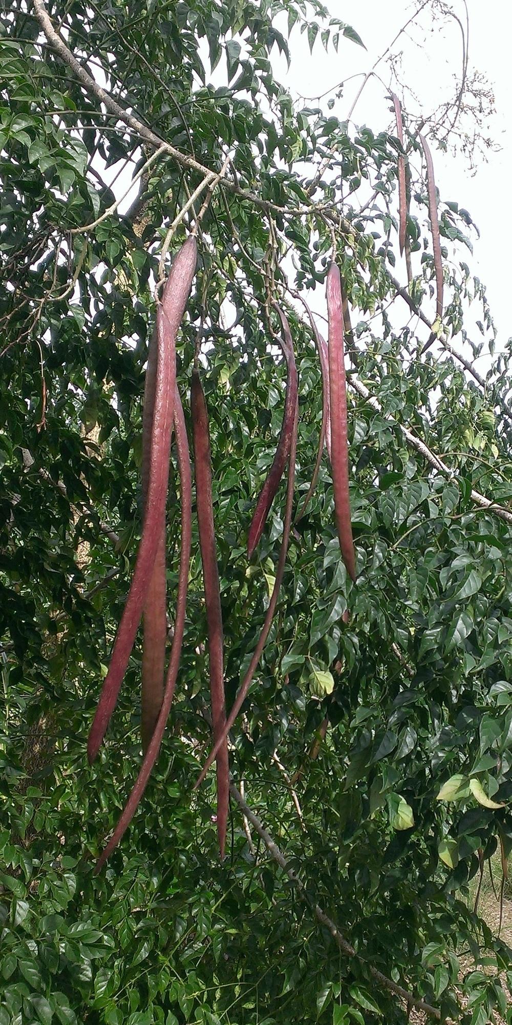 Millingtonia Hortensis