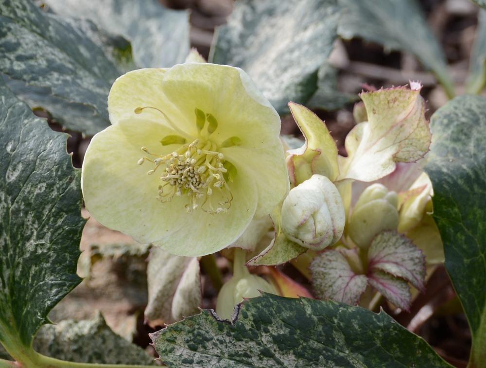Hellebore (Helleborus Gold Collection® Snow Fever) in the Hellebores ...