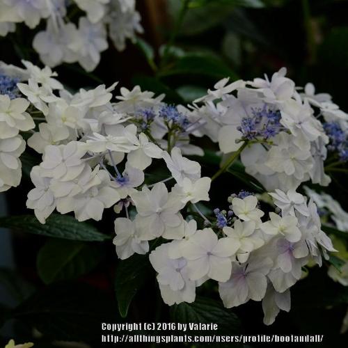 Lacecap Hydrangea (Hydrangea macrophylla 'Trophy') in the Hydrangeas ...