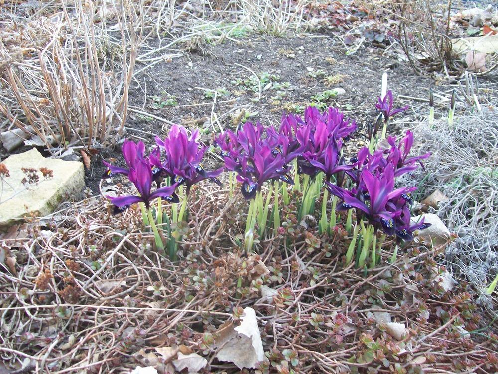 Photo of the entire plant of Reticulated Iris (Iris 'George') posted by ...