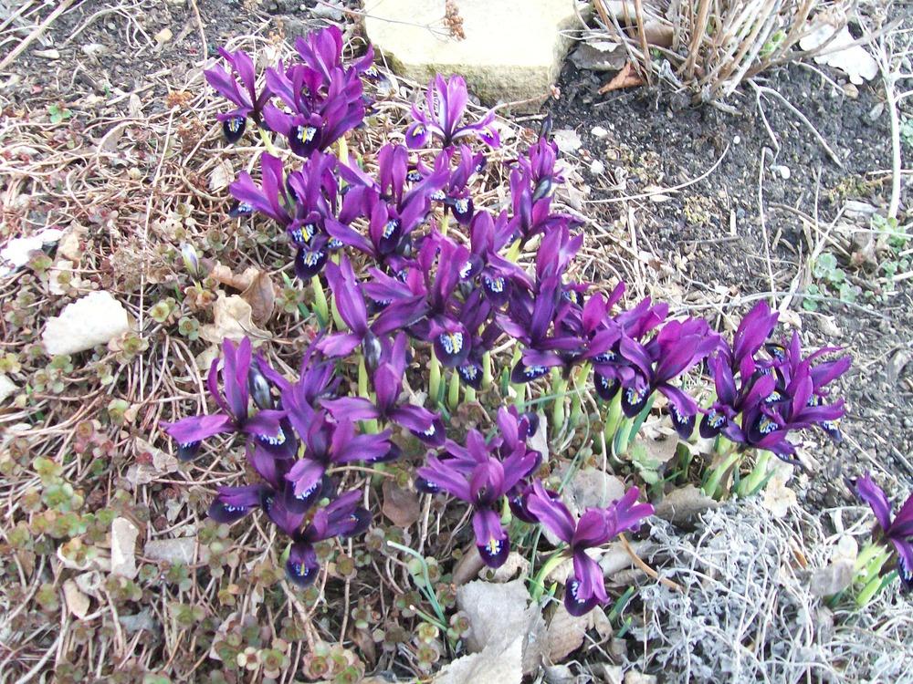 Photo of the entire plant of Reticulated Iris (Iris 'George') posted by ...