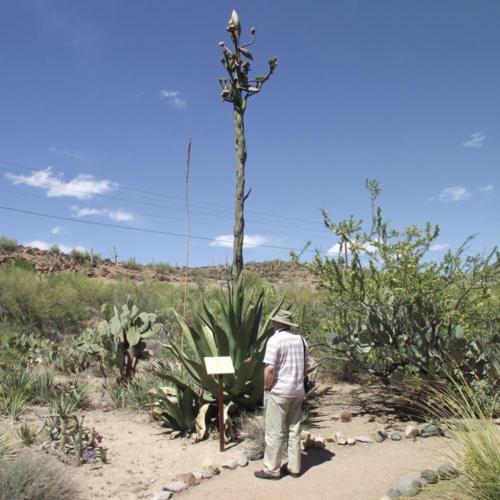 Maguey de Pena (Agave salmiana subsp. salmiana) in the Agaves Database ...