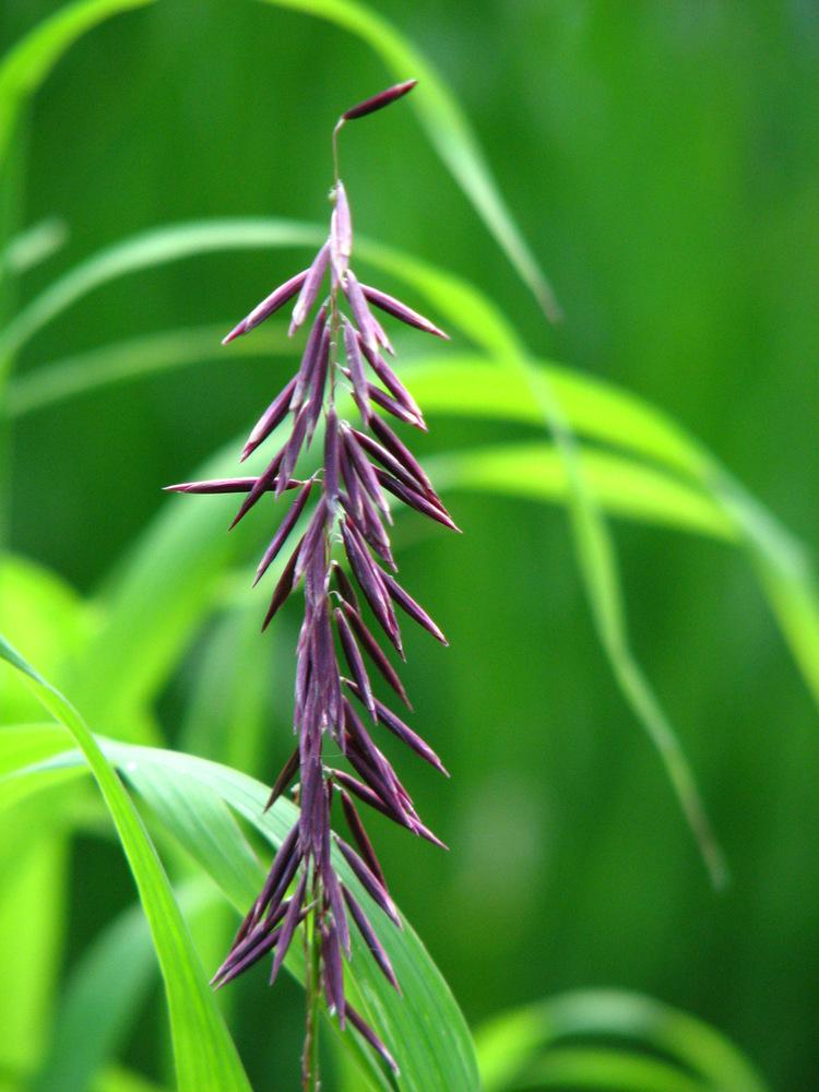 Melic Grass (Melica transsilvanica 'Red Spires') - Garden.org