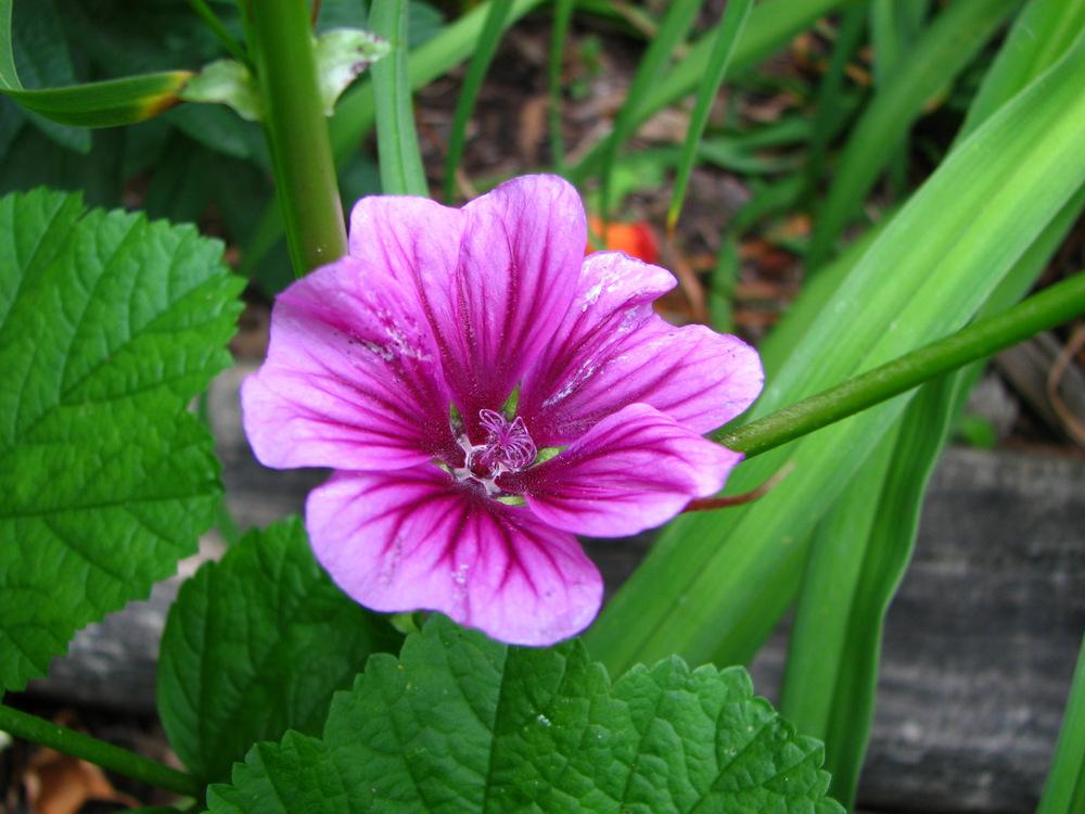 Photo of the bloom of Mallow (Malva sylvestris 'Mystic Merlin') posted ...