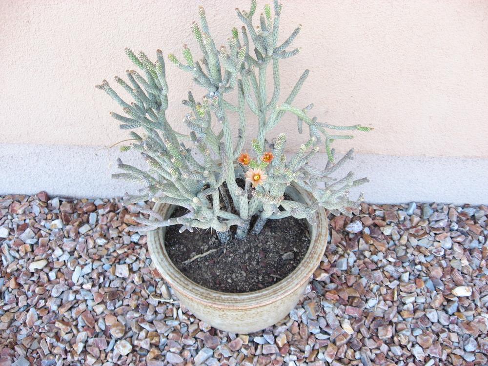 Nude Diamond Cholla (Cylindropuntia ramosissima 'Nudum') in the Chollas ...