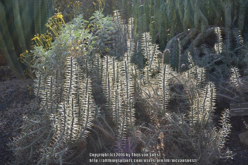 Diamond Cholla (Cylindropuntia ramosissima) in the Chollas Database ...
