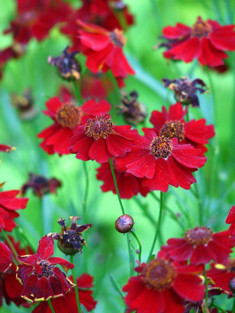 Photo of the bloom of Dwarf Red Plains Coreopsis (Coreopsis tinctoria ...