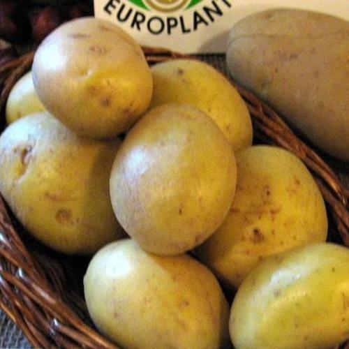 Potato (Solanum tuberosum 'Finka') in the Potatoes Database - Garden.org