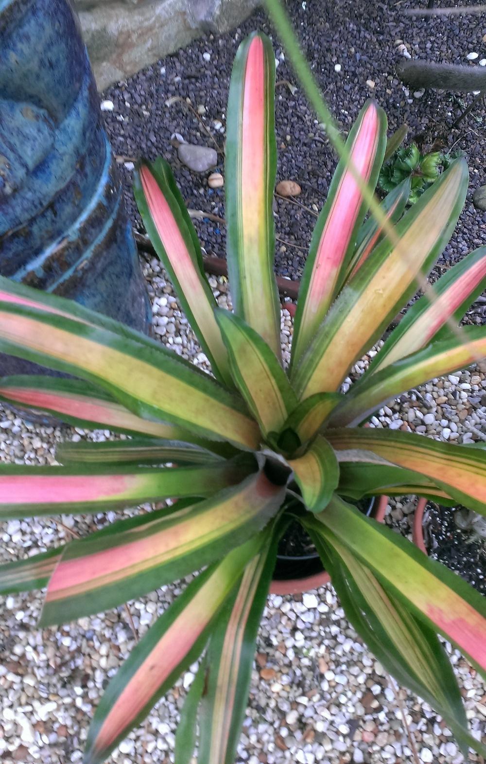 Photo of the entire plant of Bromeliad (Aechmea lueddemanniana 'Alvarez ...