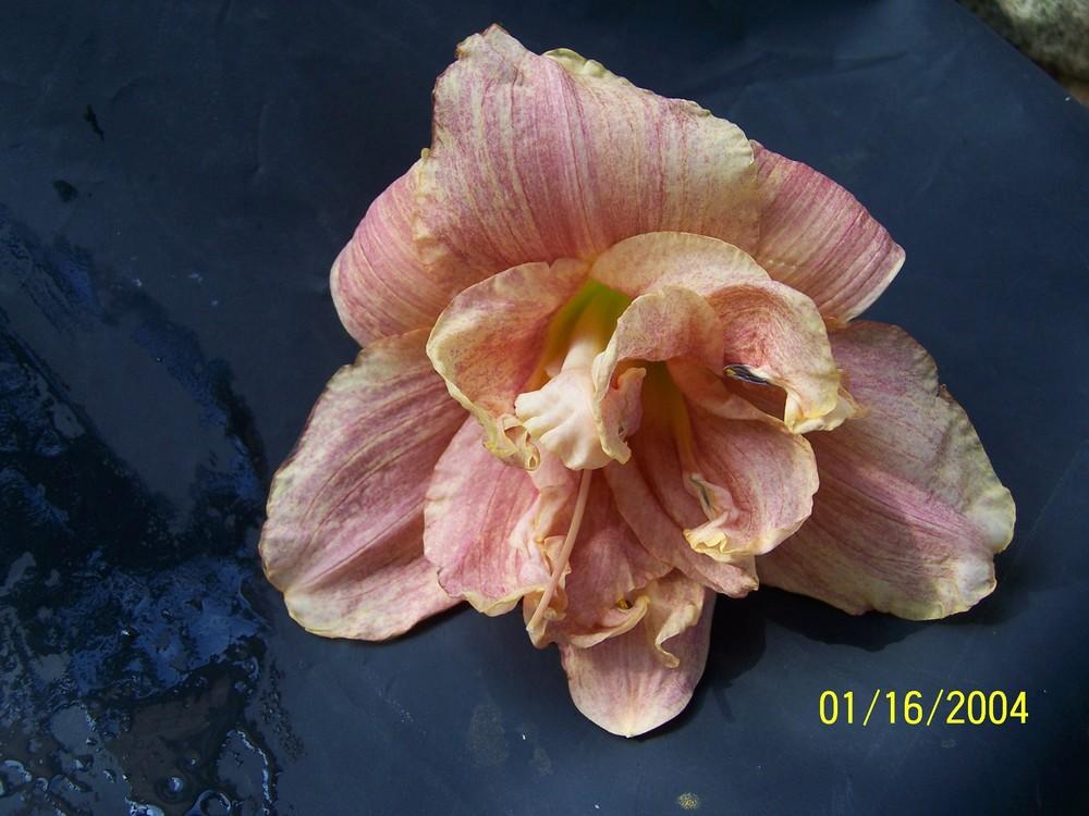 Daylily (Hemerocallis 'Lake Martin Double Streaky Freaky') in the ...