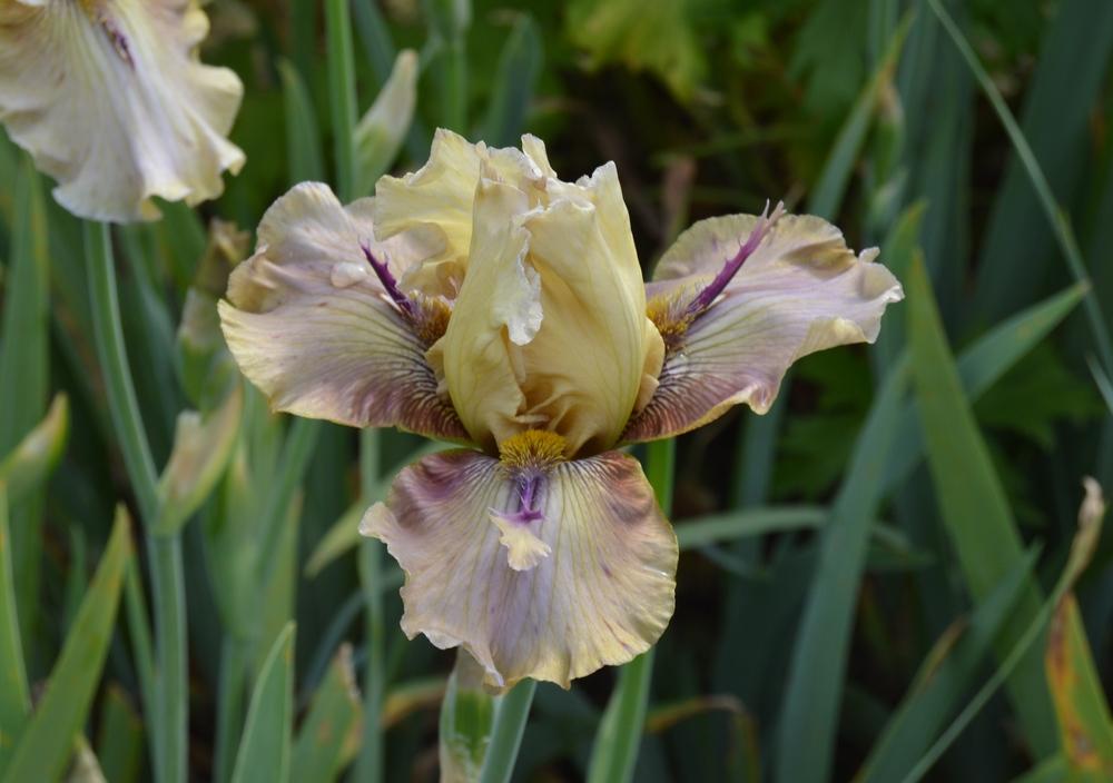 Photo of the bloom of Tall Bearded Iris (Iris 'Thornbird') posted by KentPfeiffer - Garden.org