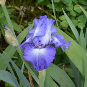 Tall Bearded Iris (Iris 'Time Zone') in the Irises Database - Garden.org