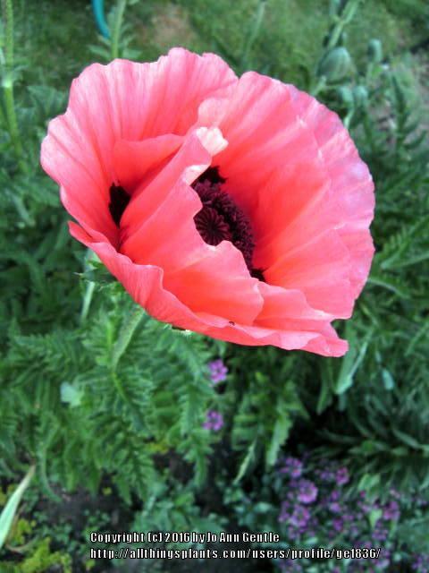 Photo of the bloom of Oriental Poppy (Papaver orientale 'Queen ...