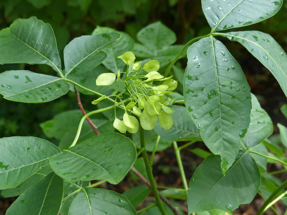 Photo of the seed pods or heads of Wafer Ash (Ptelea trifoliata) posted ...
