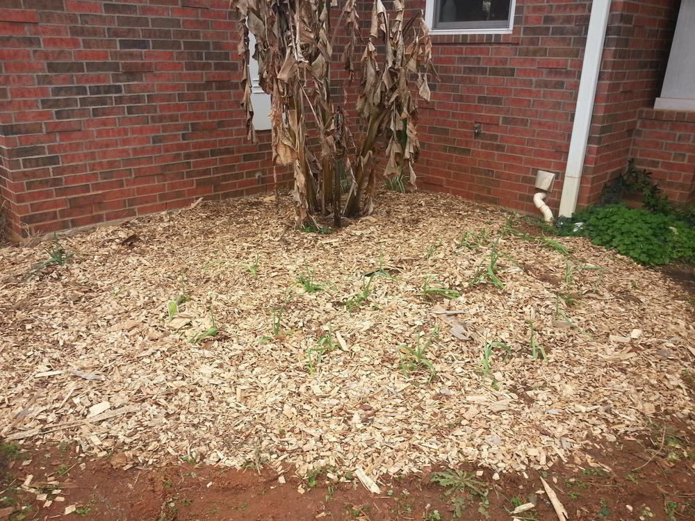 Trish's blog - Garden.org