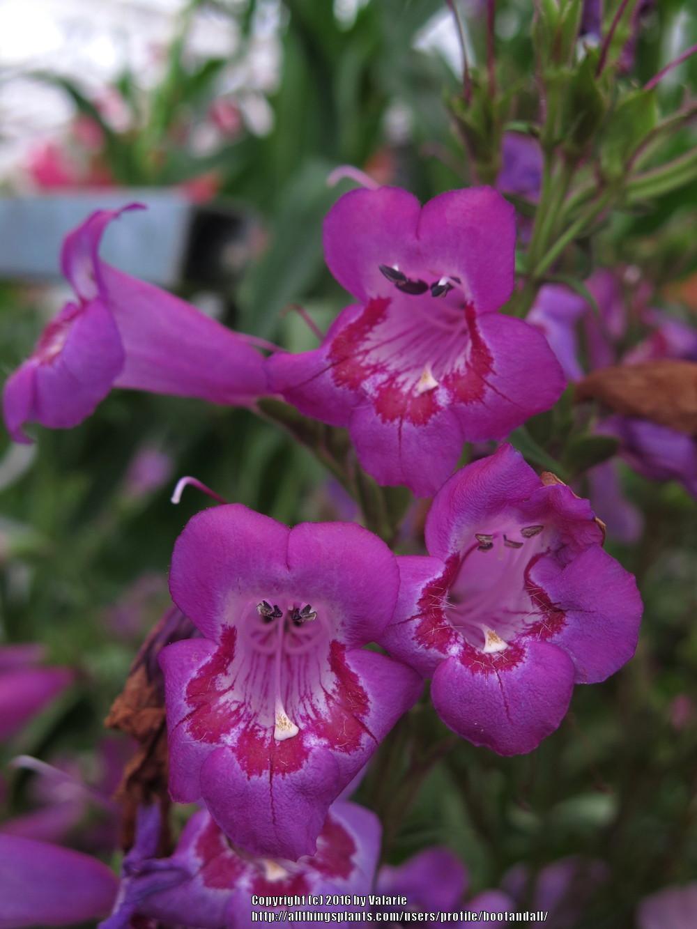 Penstemons: Plant Care and Collection of Varieties - Garden.org