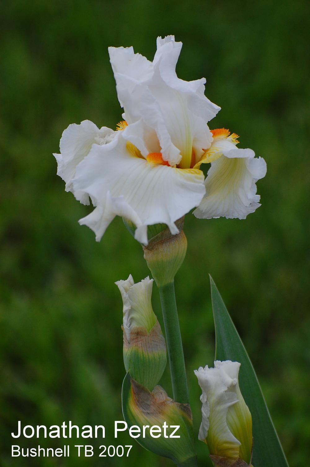 Photo of the bloom of Tall Bearded Iris (Iris 'Jonathan Peretz') posted ...