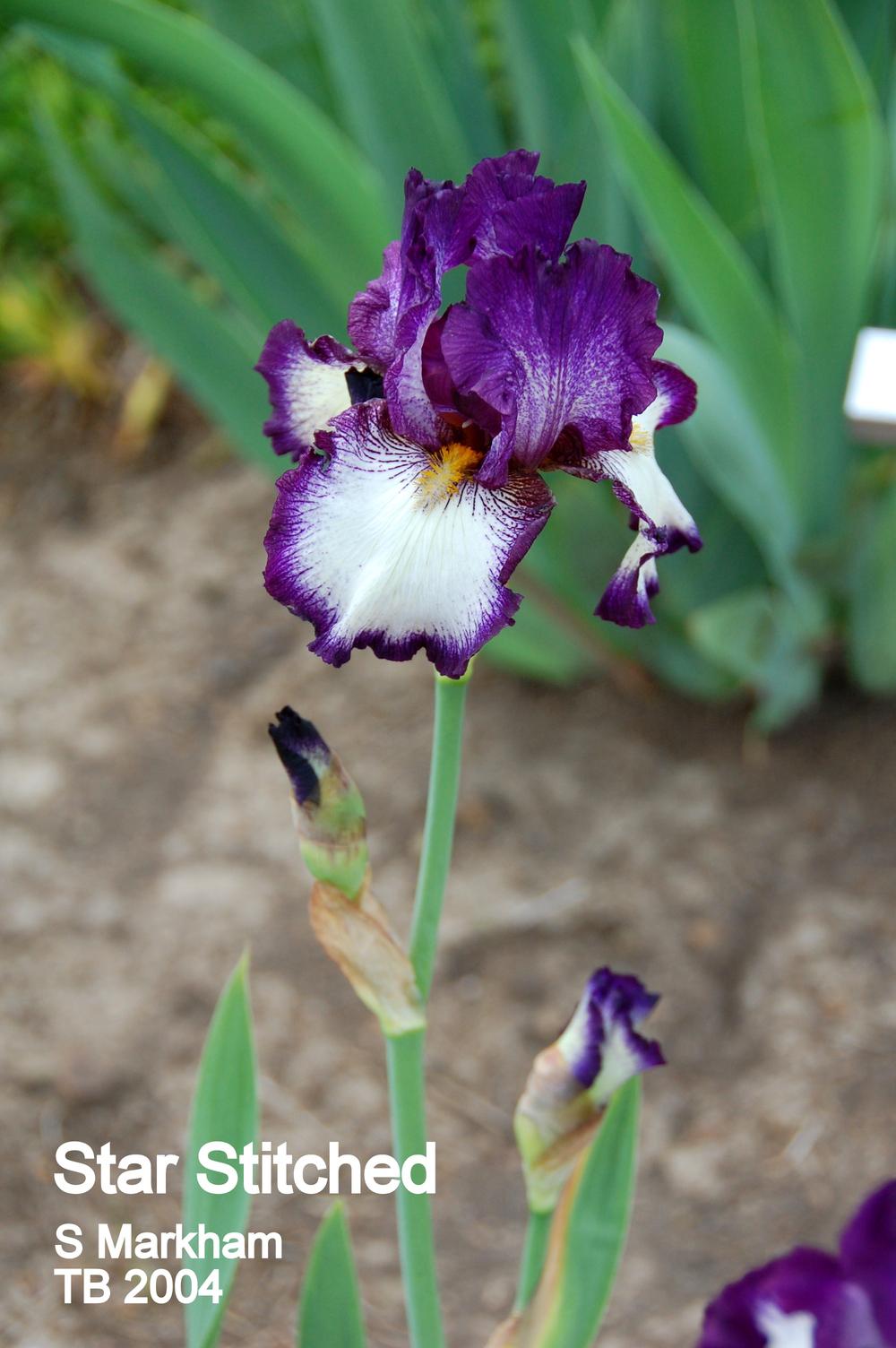 Tall Bearded Iris (Iris 'Star Stitched') in the Irises Database ...