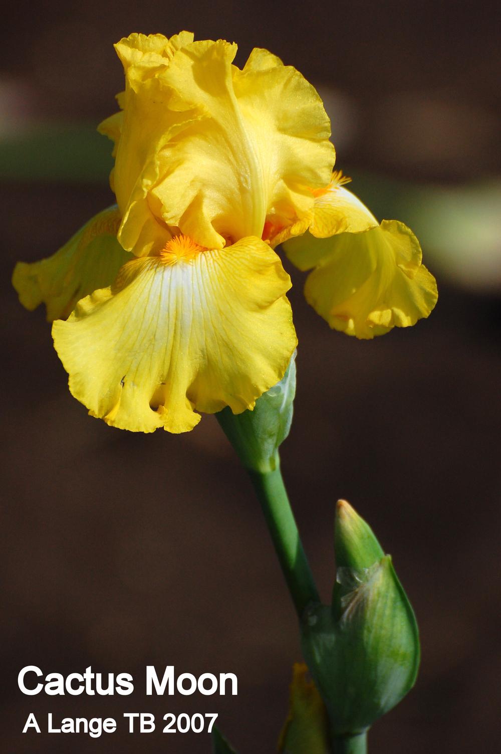 Tall Bearded Iris (Iris 'Cactus Moon') in the Irises Database - Garden.org