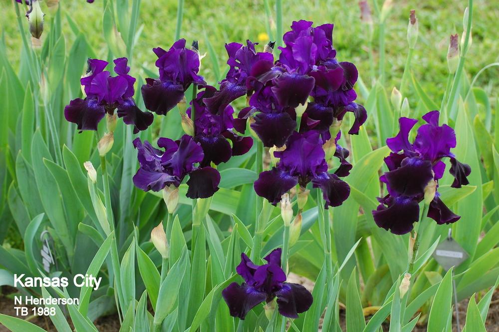 Photo of the bloom of Tall Bearded Iris (Iris 'Kansas City') posted by ...