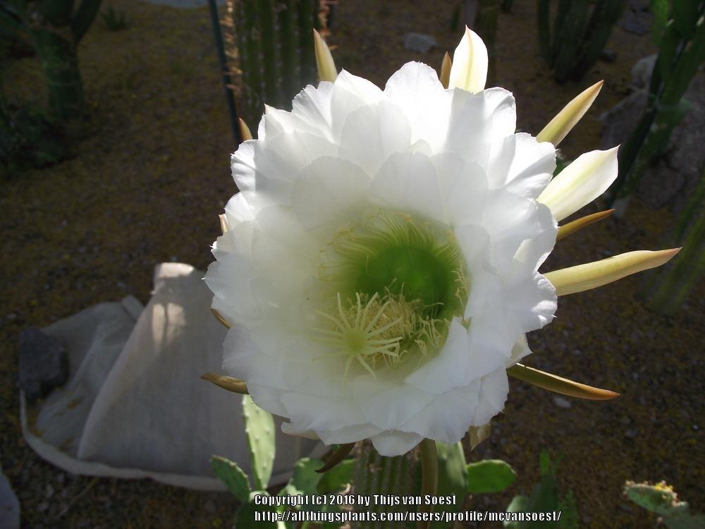 Photo of the bloom of White Torch Cactus (Soehrensia spachiana) posted ...