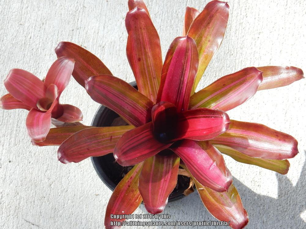 Photo of the emerging growth of Bromeliad (Neoregelia 'Zoe') posted by ...