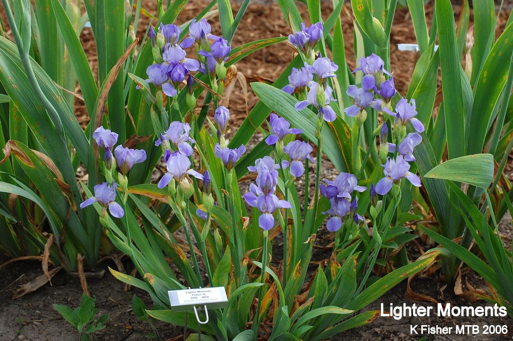 Miniature Tall Bearded Iris (Iris 'Lighter Moments') in the Irises ...