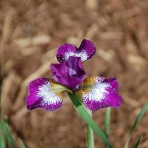 Siberian Iris (Iris 'Currier') in the Irises Database - Garden.org