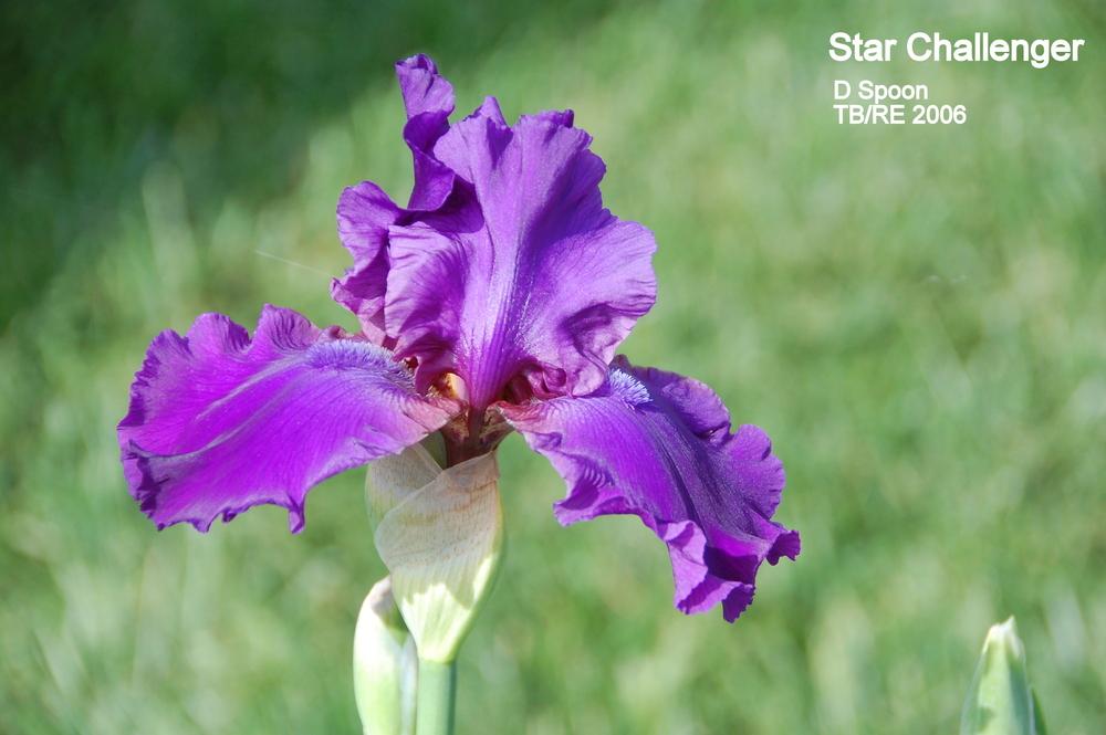Tall Bearded Iris (Iris 'Star Challenger') in the Irises Database ...