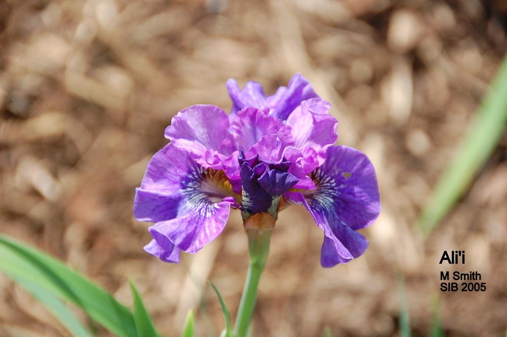 Photo of the bloom of Siberian Iris (Iris 'Ali'i') posted by coboro ...