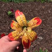 Lily (Lilium 'Fusion') in the Lilies Database - Garden.org
