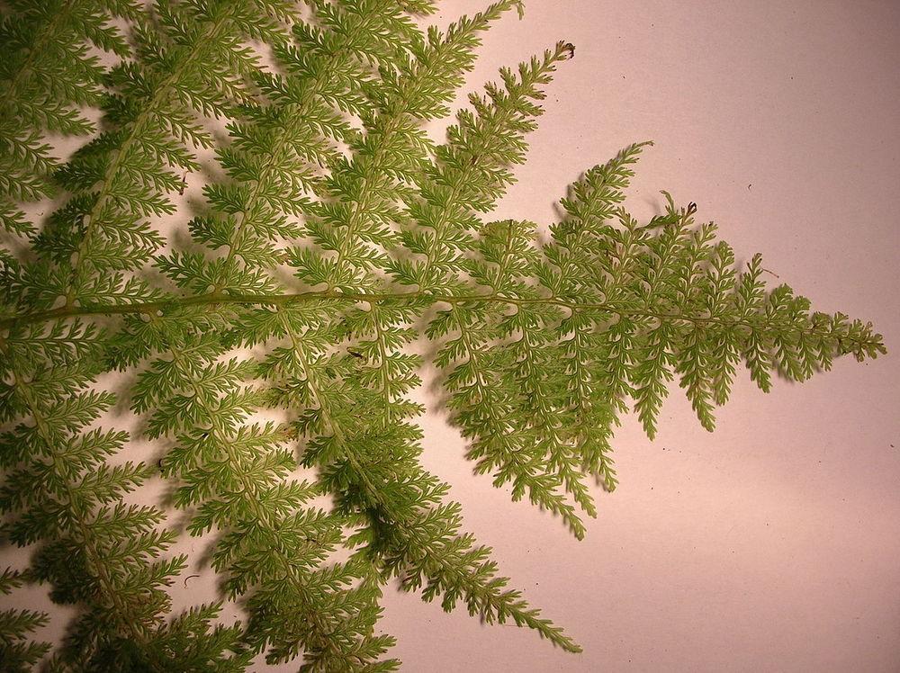 Akolea (Athyrium microphyllum) - Garden.org