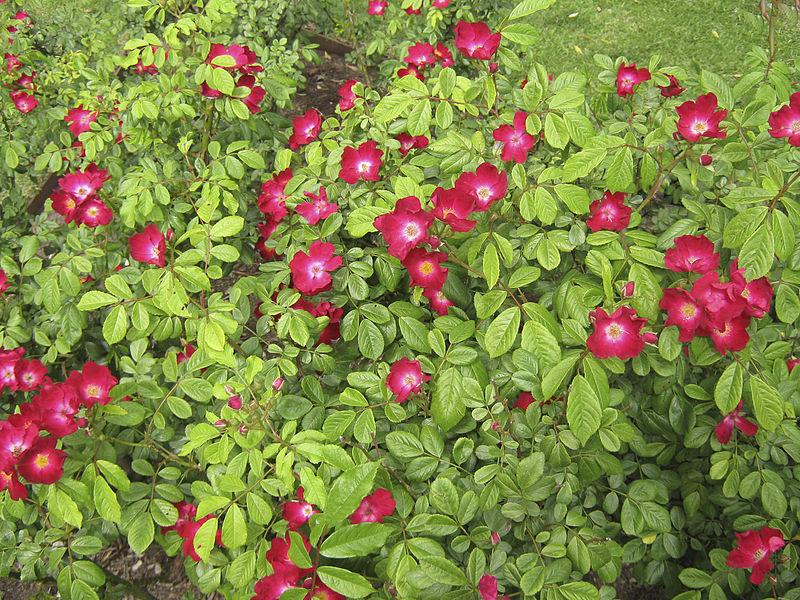 Rose (Rosa 'Claret Cup') in the Roses Database - Garden.org