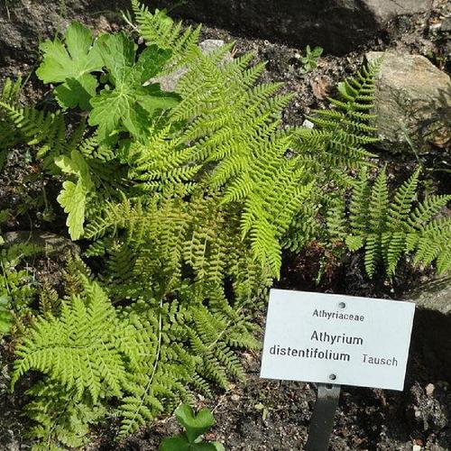 American Alpine Lady Fern (Pseudathyrium alpestre) - Garden.org