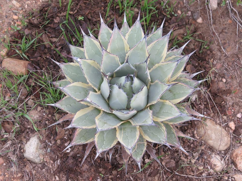 Agaves: Plant Care and Collection of Varieties - Garden.org