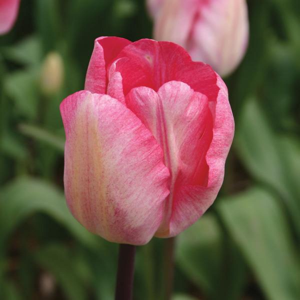 Tulip (Tulipa 'Gander's Rhapsody') in the Tulips Database - Garden.org