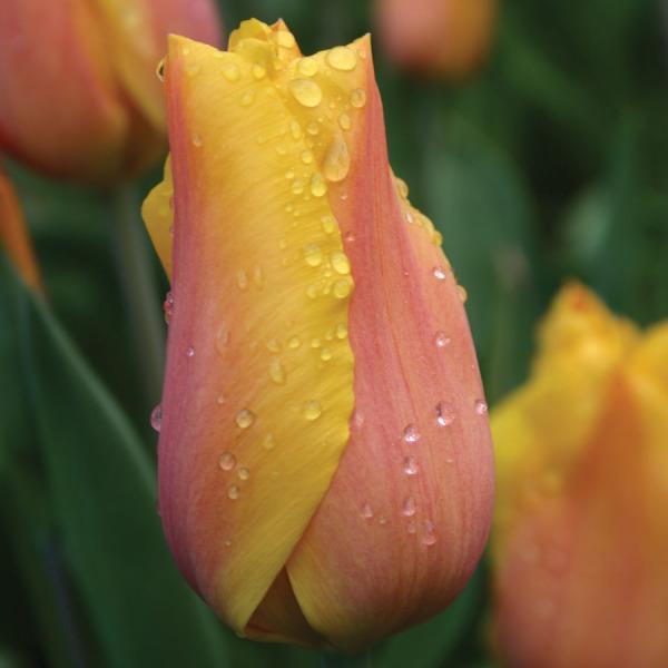Triumph Tulip (Tulipa 'Fidelio') in the Tulips Database - Garden.org